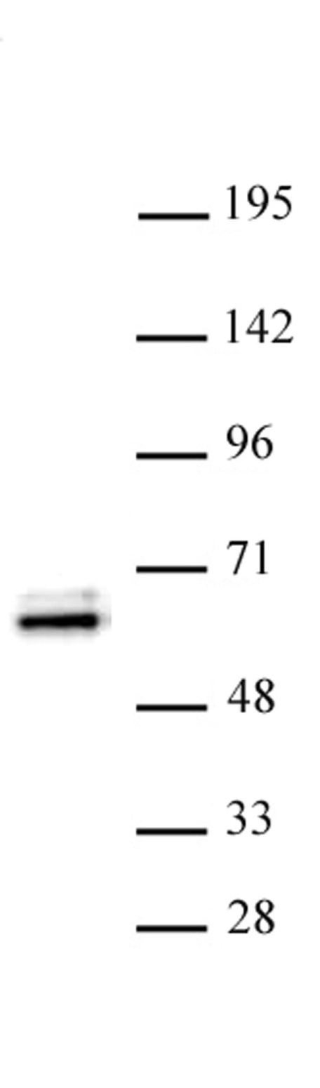 Anti Human TEAD1 Antibody | Bio-Rad