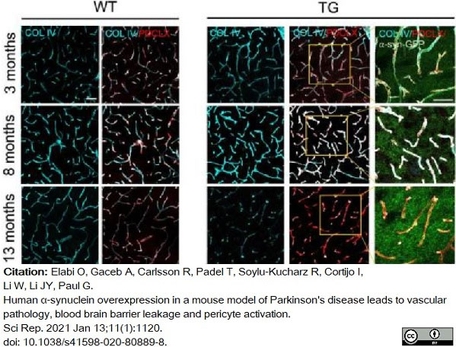 Anti Mouse Collagen IV Antibody | Bio-Rad