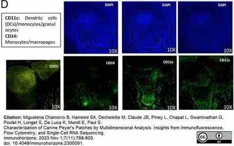 Anti Mouse IgG Antibody - Purified 1mg | Bio-Rad