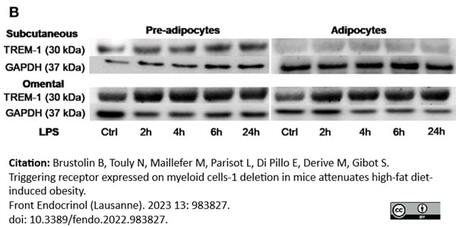 Anti Mouse IgG (Fc) Antibody | Bio-Rad