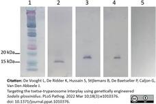 Anti Mouse IgG (Human Adsorbed) Antibody | Bio-Rad