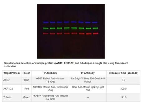 Goat ANTI-RABBIT IgG StarBright™ Blue 700 Antibody | Bio-Rad