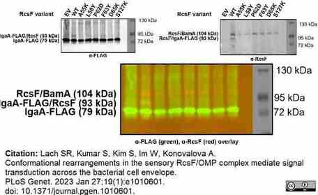 Goat ANTI-RABBIT IgG StarBright™ Blue 520 Antibody | Bio-Rad