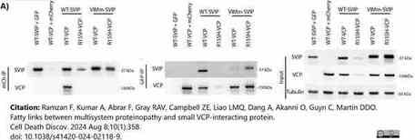 Goat ANTI-RABBIT IgG StarBright™ Blue 520 Antibody | Bio-Rad