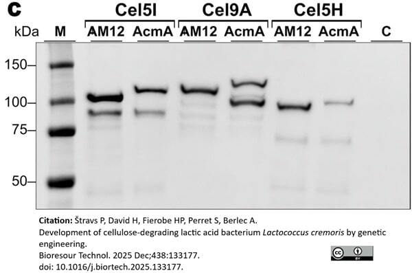 Goat ANTI-RABBIT IgG StarBright™ Blue 520 Antibody | Bio-Rad