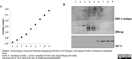 Anti Hepatitis B Surface Antigen Antibody | Bio-Rad