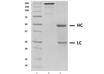Recombinant Human IgG1 Kappa Allotype G1m3, clone AbD18705_hIgG1 | Bio-Rad
