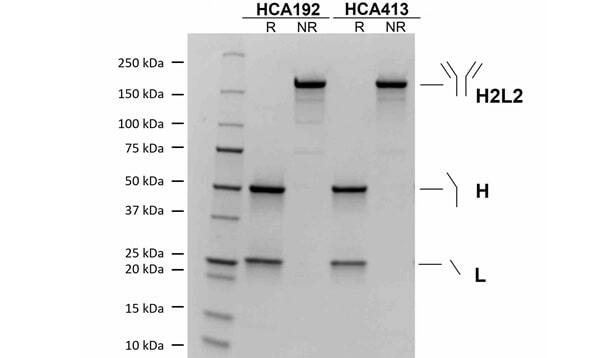 Recombinant Human IgG1 YTE Kappa Allotype G1m3, clone AbD18705iu | Bio-Rad