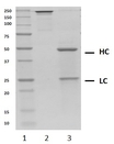Recombinant Human IgG2 Kappa, clone AbD18705_hIgG2 | Bio-Rad