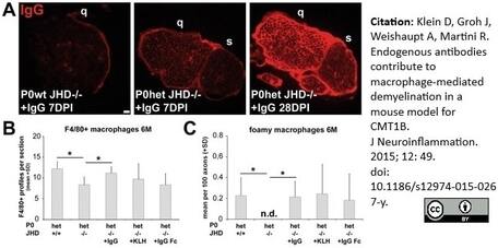 Purified Mouse IgG | Bio-Rad