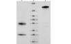 Purified Mouse IgG | Bio-Rad